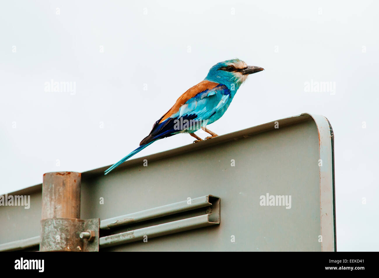 Native blue bird landed traffic signal hi-res stock photography and ...