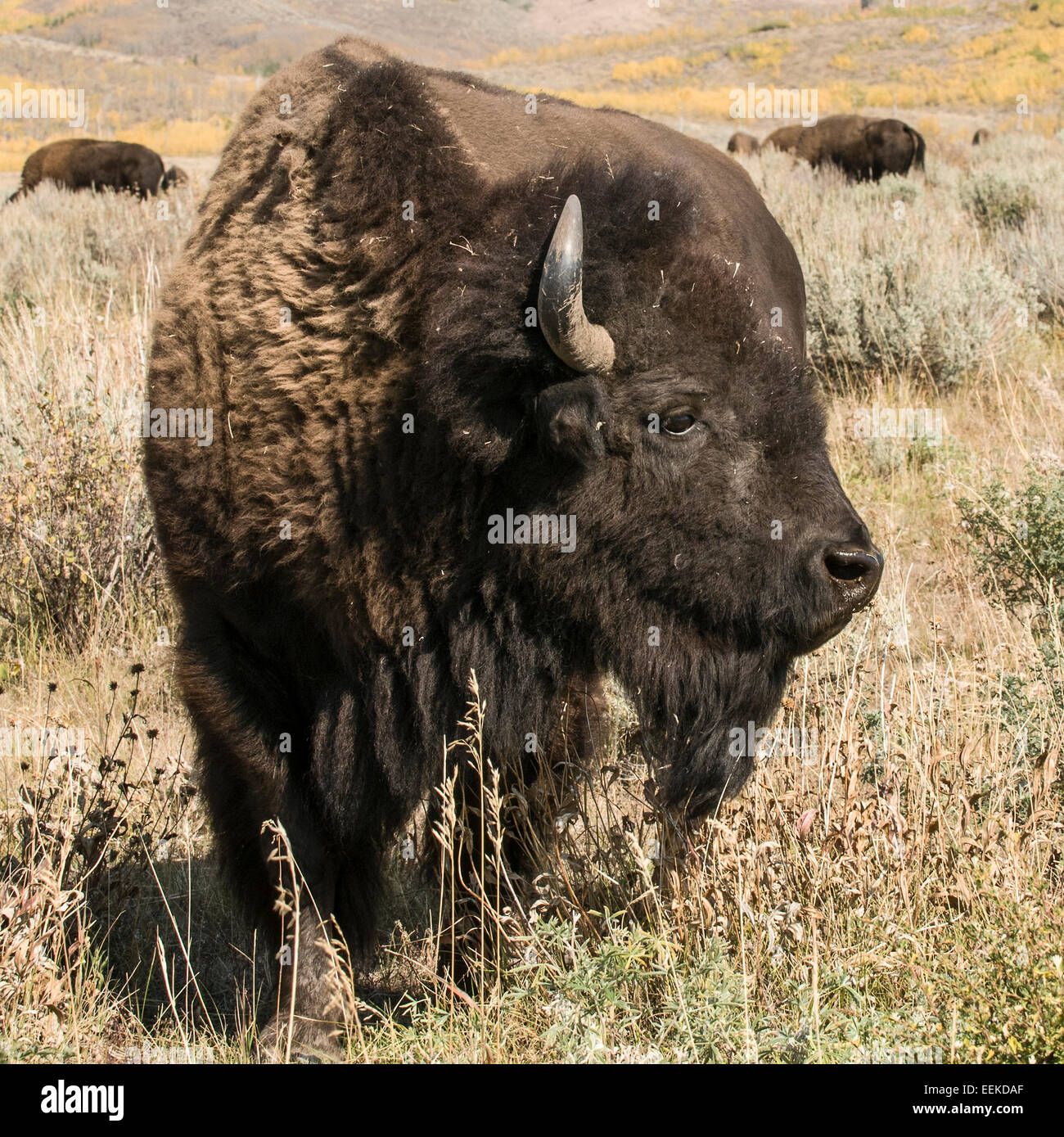 A mature American bison standing in a field near Jackson, Wyoming with ...