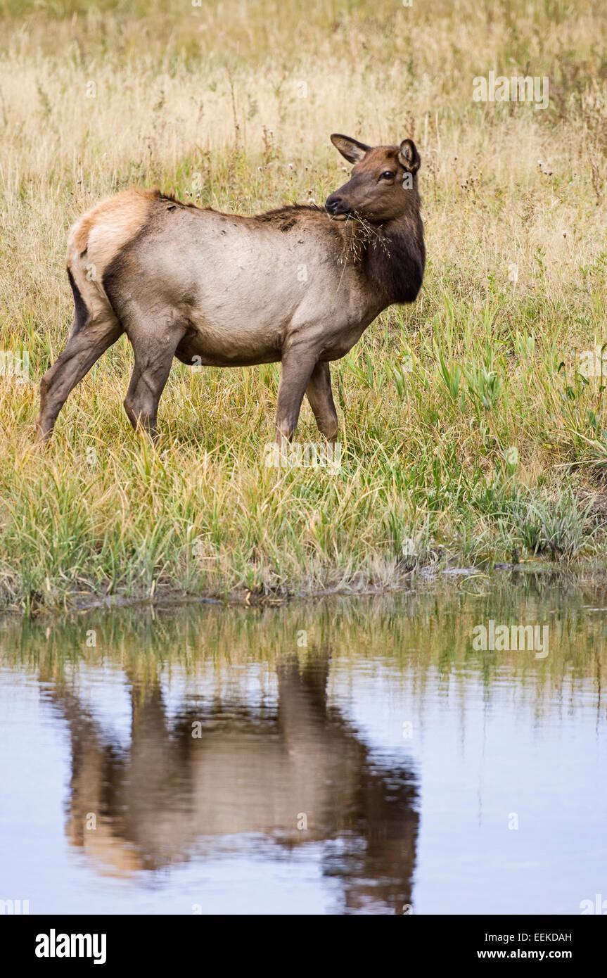 Female elk chewing hi-res stock photography and images - Alamy