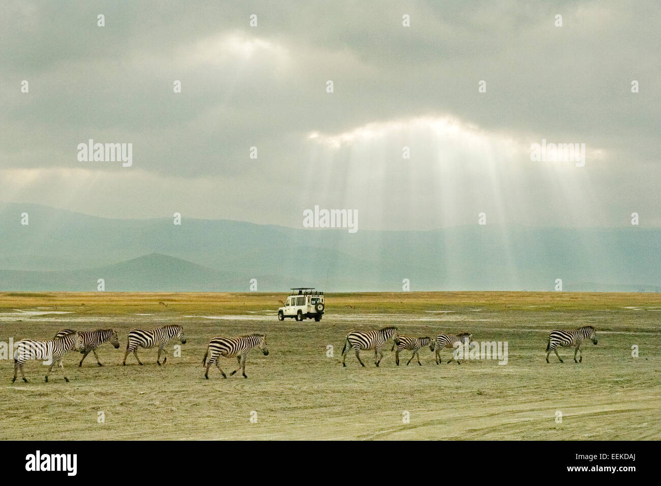 Zebras and Land Rover in Ngorongoro Crater, Tanzania, Africa Stock ...