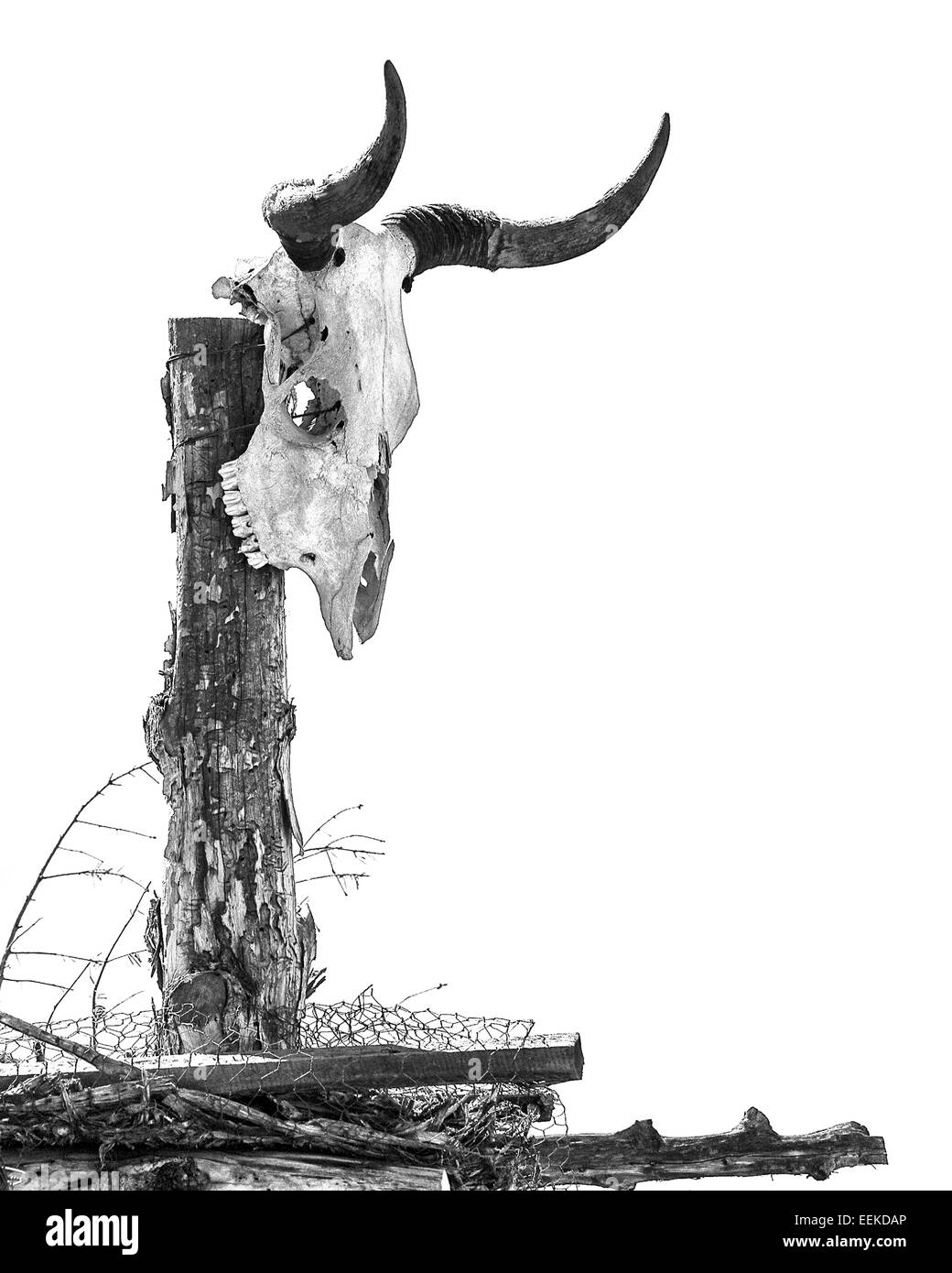 Steer head hi-res stock photography and images - Alamy