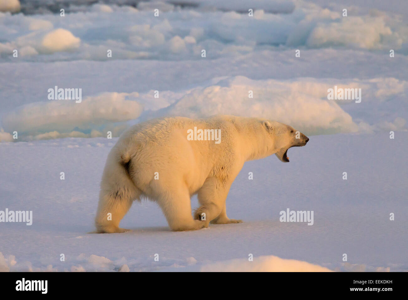 Growling Ursus High Resolution Stock Photography and Images - Alamy