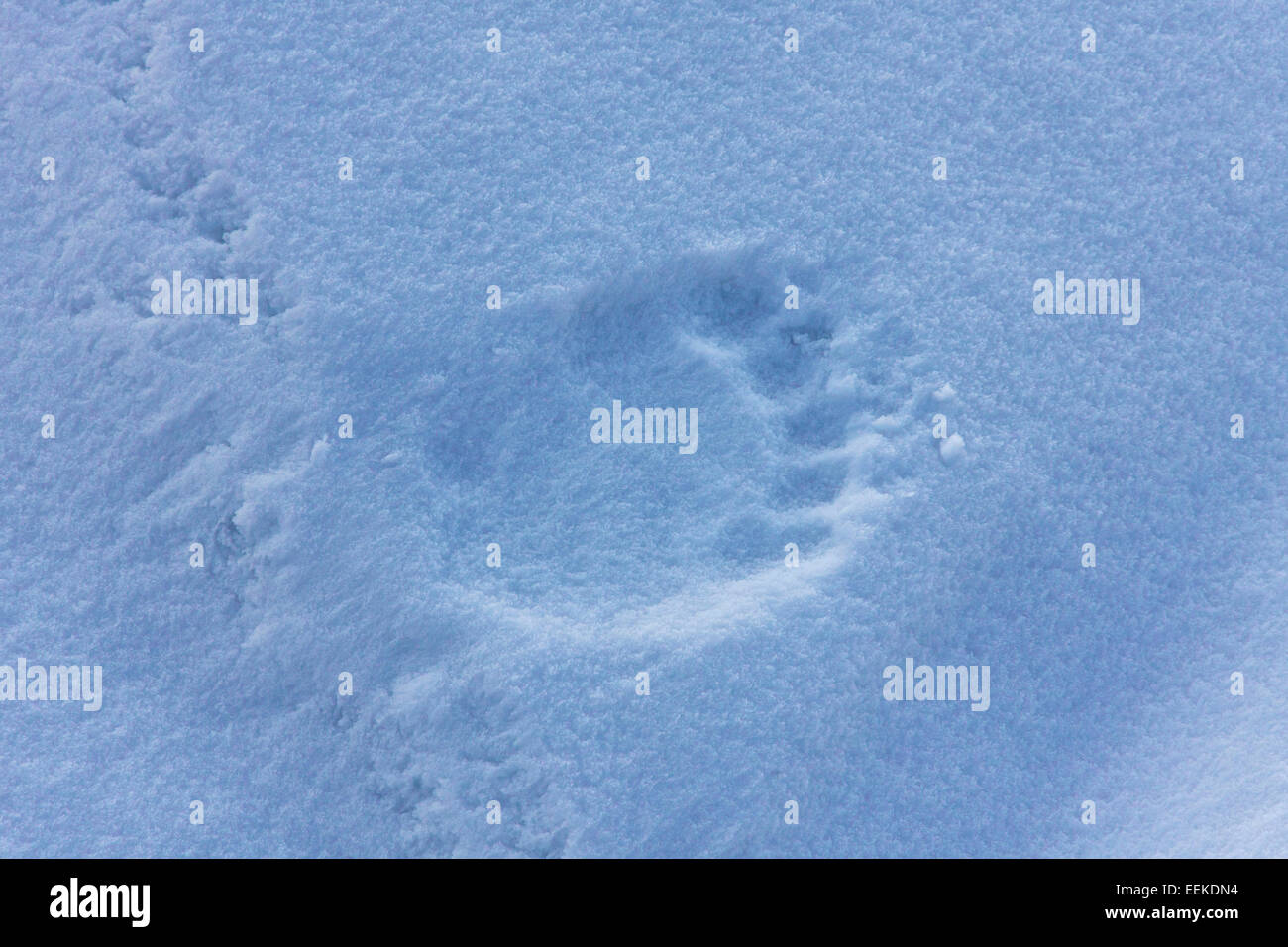 Bear footprint hi-res stock photography and images - Alamy