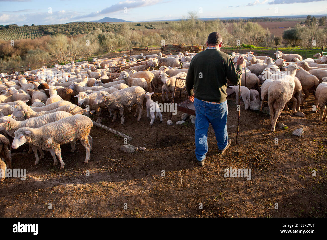 The shepherd standing in the fenced corral, Extremadura, Spain Stock ...