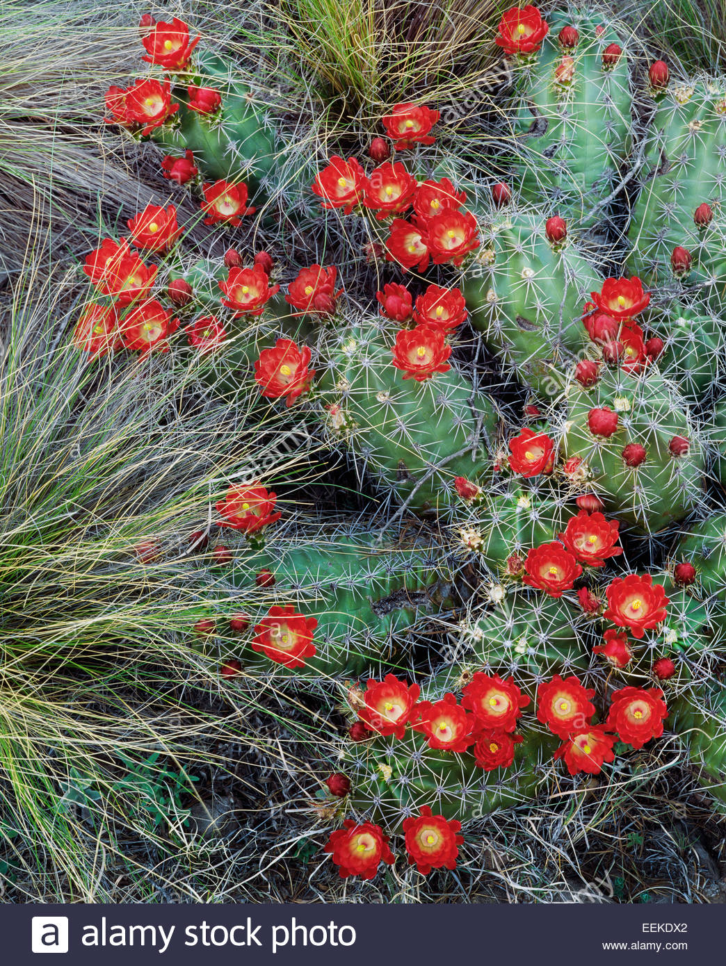 Cactus Texas High Resolution Stock Photography and Images - Alamy