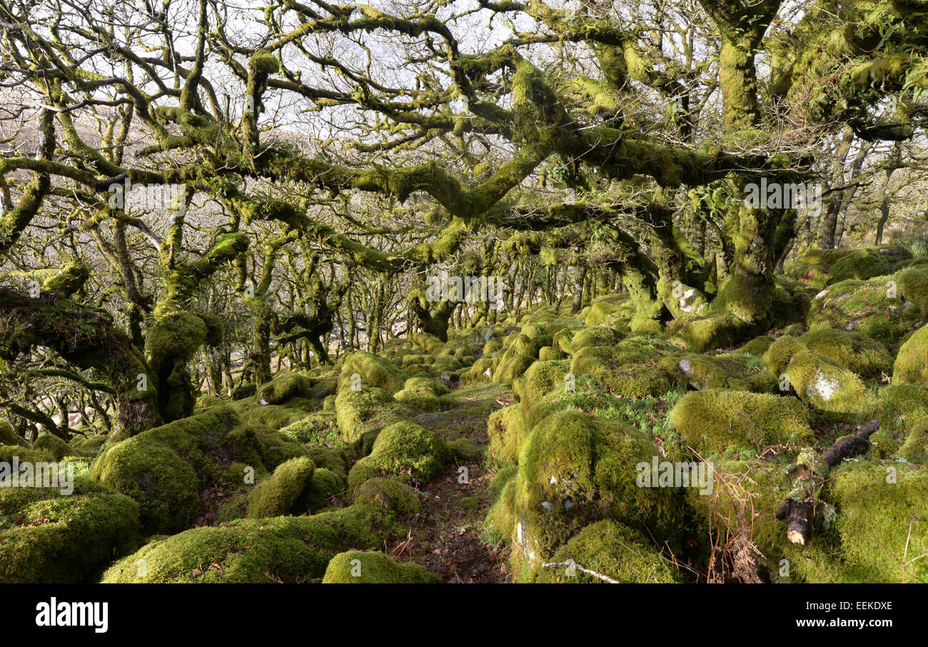 Wistman's Wood on Dartmoor in Devon. Ancient dwarf oak trees set ...