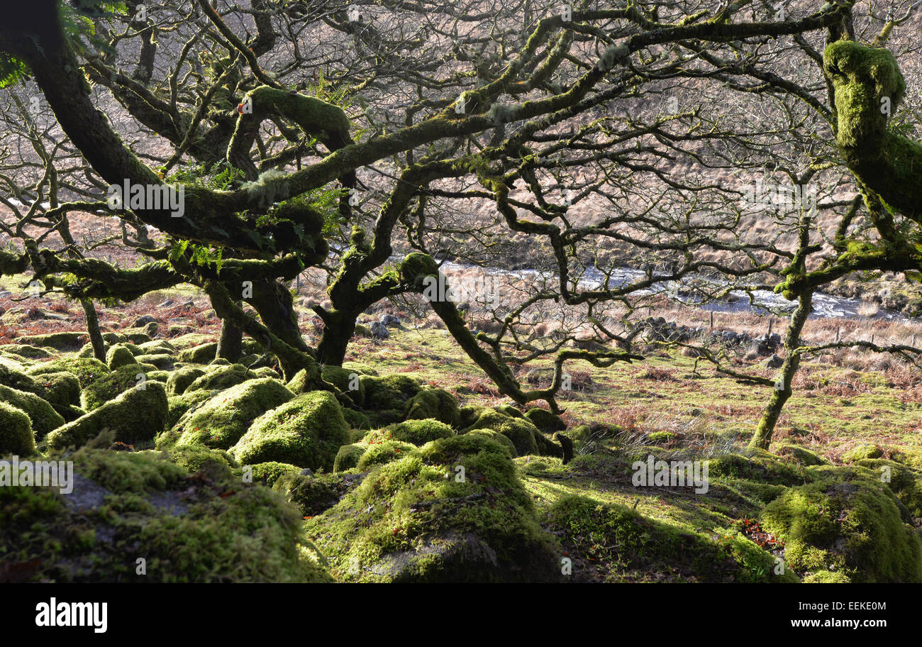 Wistman's Wood on Dartmoor in Devon. Ancient dwarf oak trees set ...