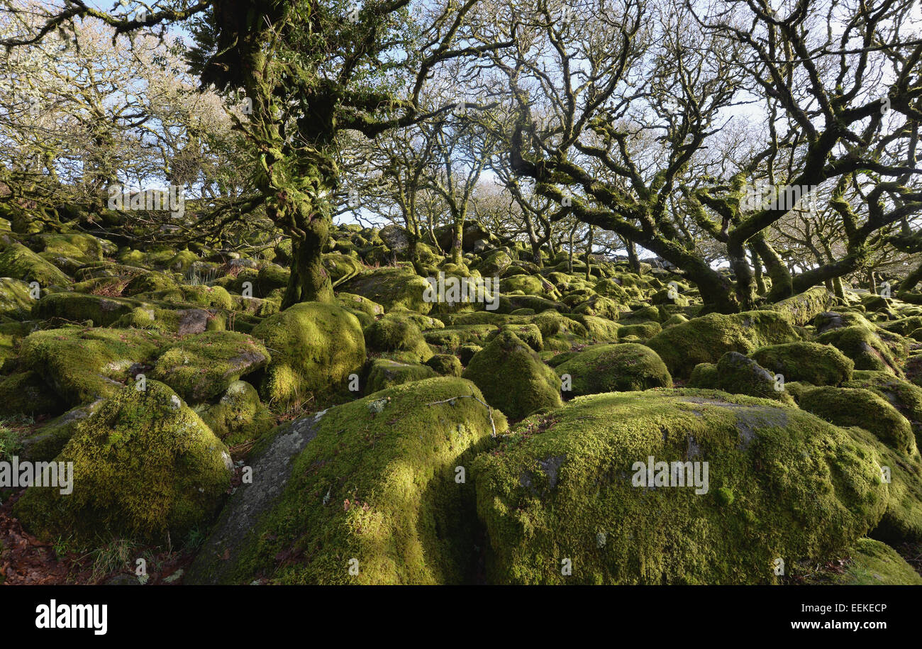 Dwarf oak trees hi-res stock photography and images - Alamy
