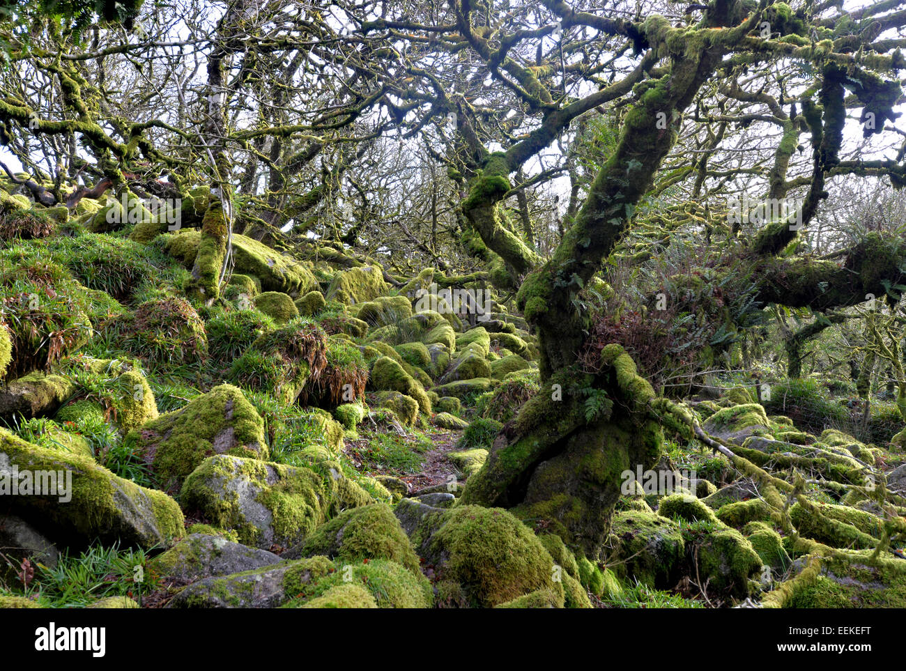 Wistman's Wood on Dartmoor in Devon. Ancient dwarf oak trees set ...