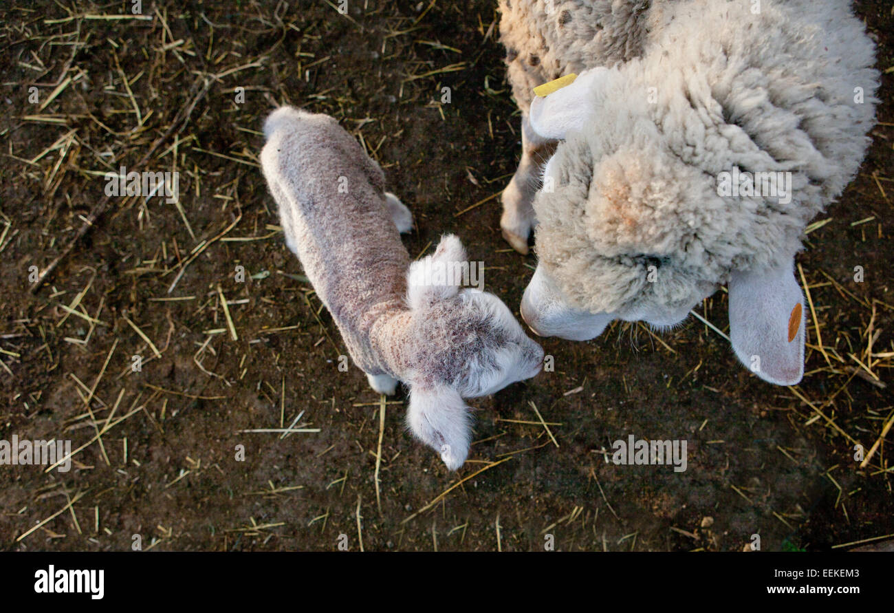 Baby lamb and her maternal sheep mother, Extremadura, Spain Stock Photo ...