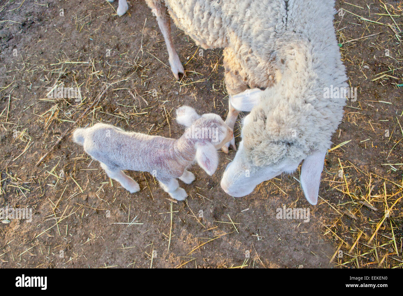 Baby lamb and her maternal sheep mother, Extremadura, Spain Stock Photo ...