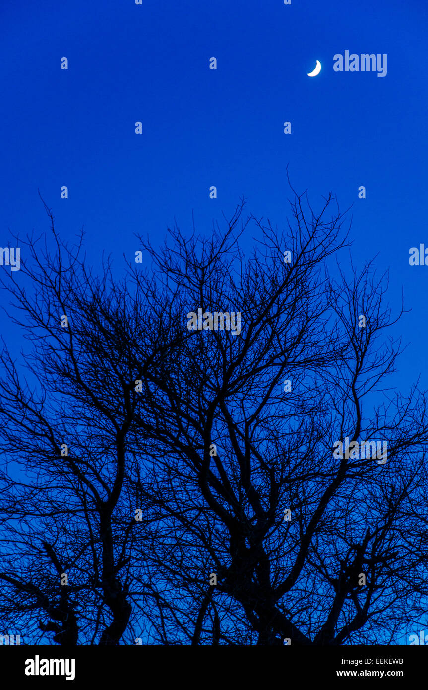 Moon and tree at night, Mali Stock Photo - Alamy
