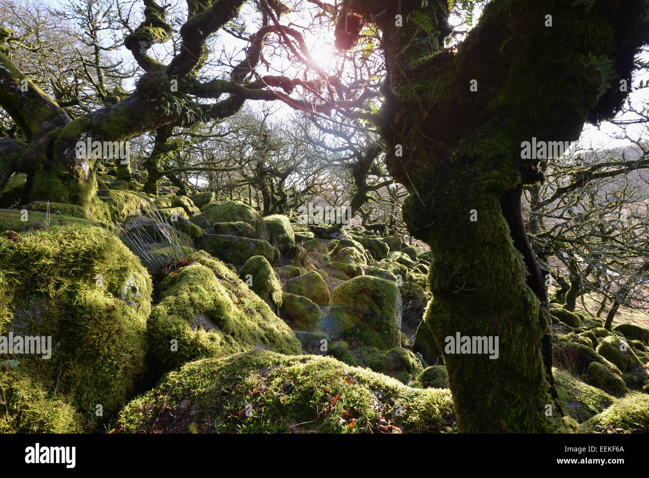Wistman's Wood on Dartmoor in Devon. Ancient dwarf oak trees set ...
