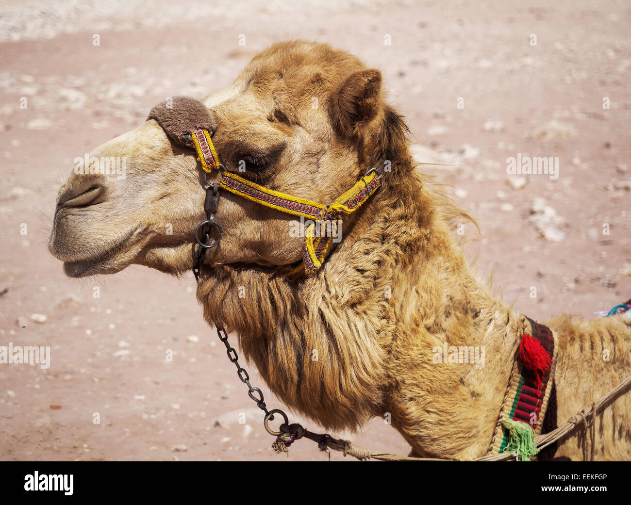 Head and neck of a Camel in Jordan Stock Photo - Alamy