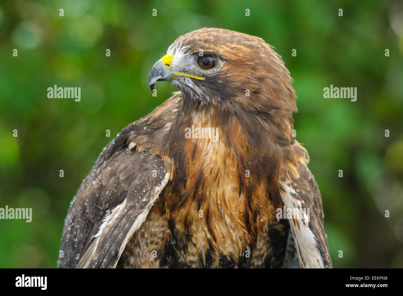 Close up red tailed hawk hi-res stock photography and images - Alamy