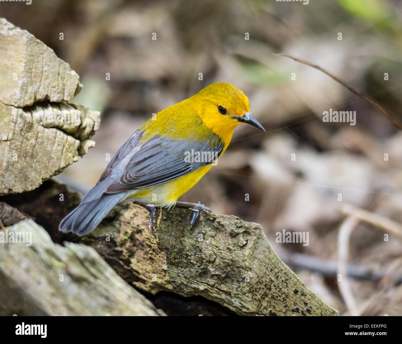 Black and yellow warbler hi-res stock photography and images - Alamy