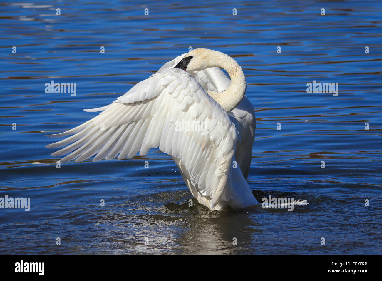 Trumpeter Swan stretching its wings Stock Photo - Alamy
