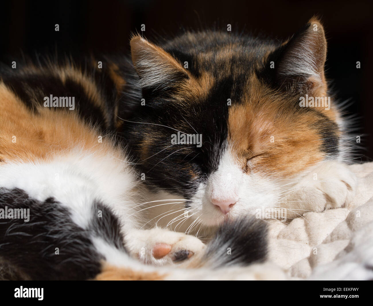 Calico cat asleep in sun Stock Photo - Alamy