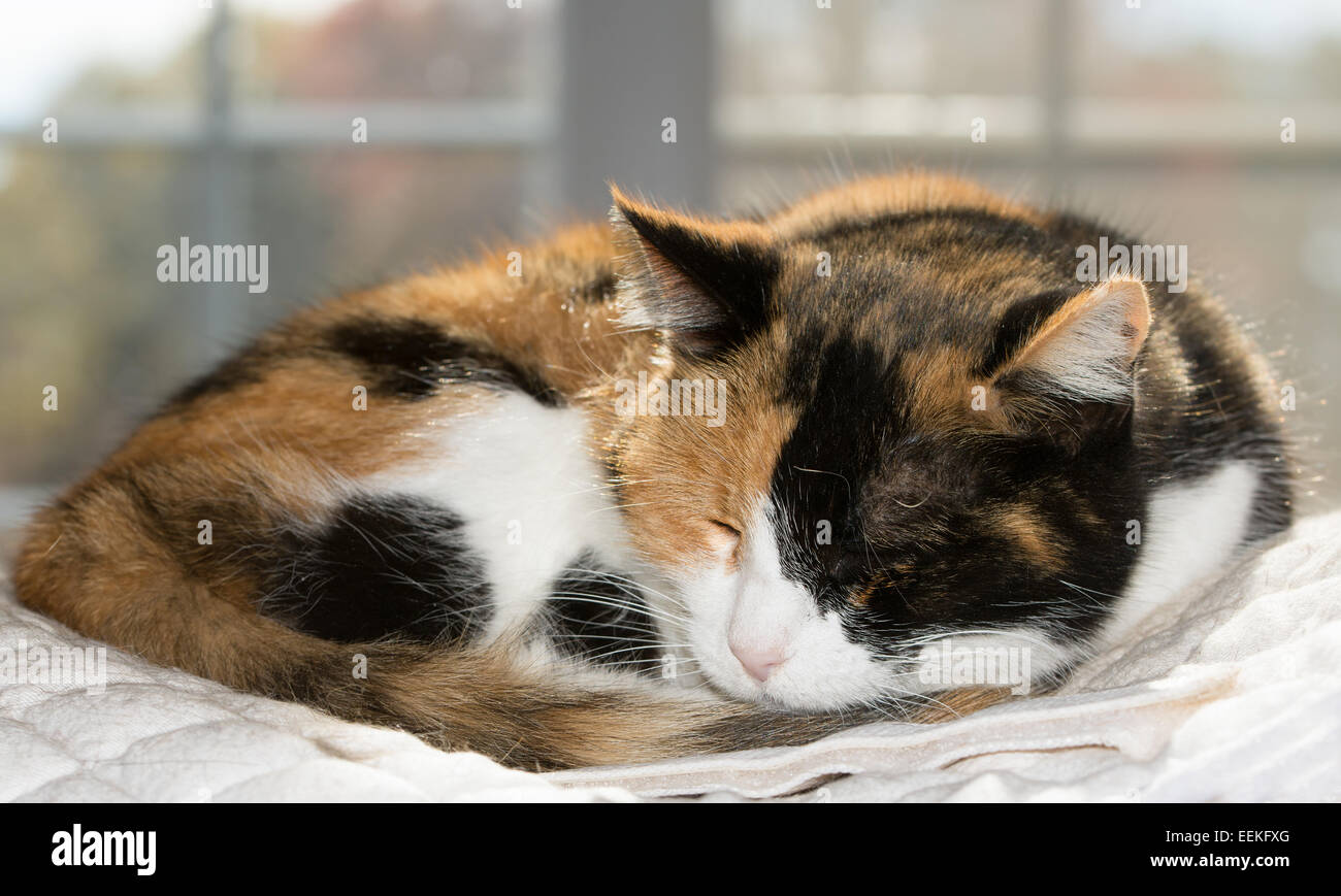 Nose against the window hi-res stock photography and images - Alamy