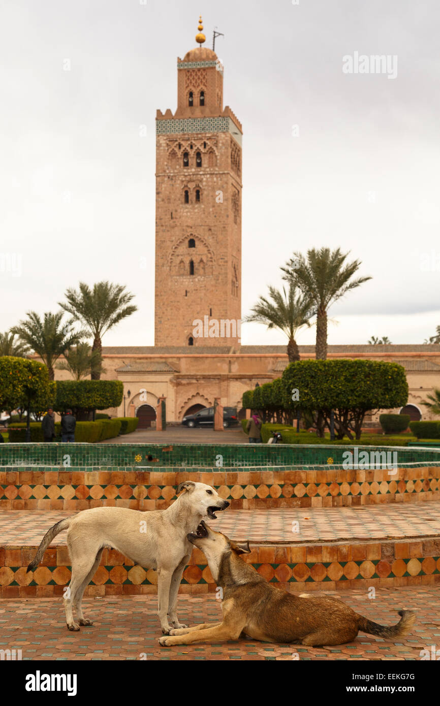 Dogs and Koutoubia Mosque. Marrakech. Morocco. North Africa. Africa ...