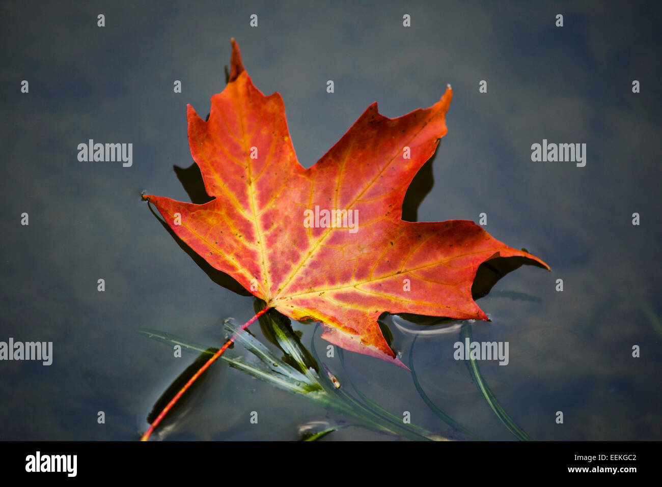 Maple leaf isolated close up floating on water Stock Photo - Alamy