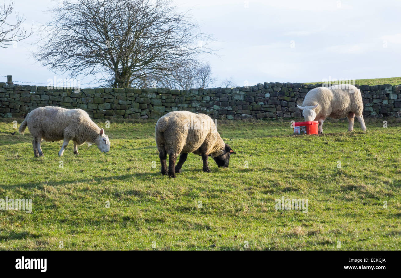 Sheep farming three breeding rams recuperating in a field with a dry ...