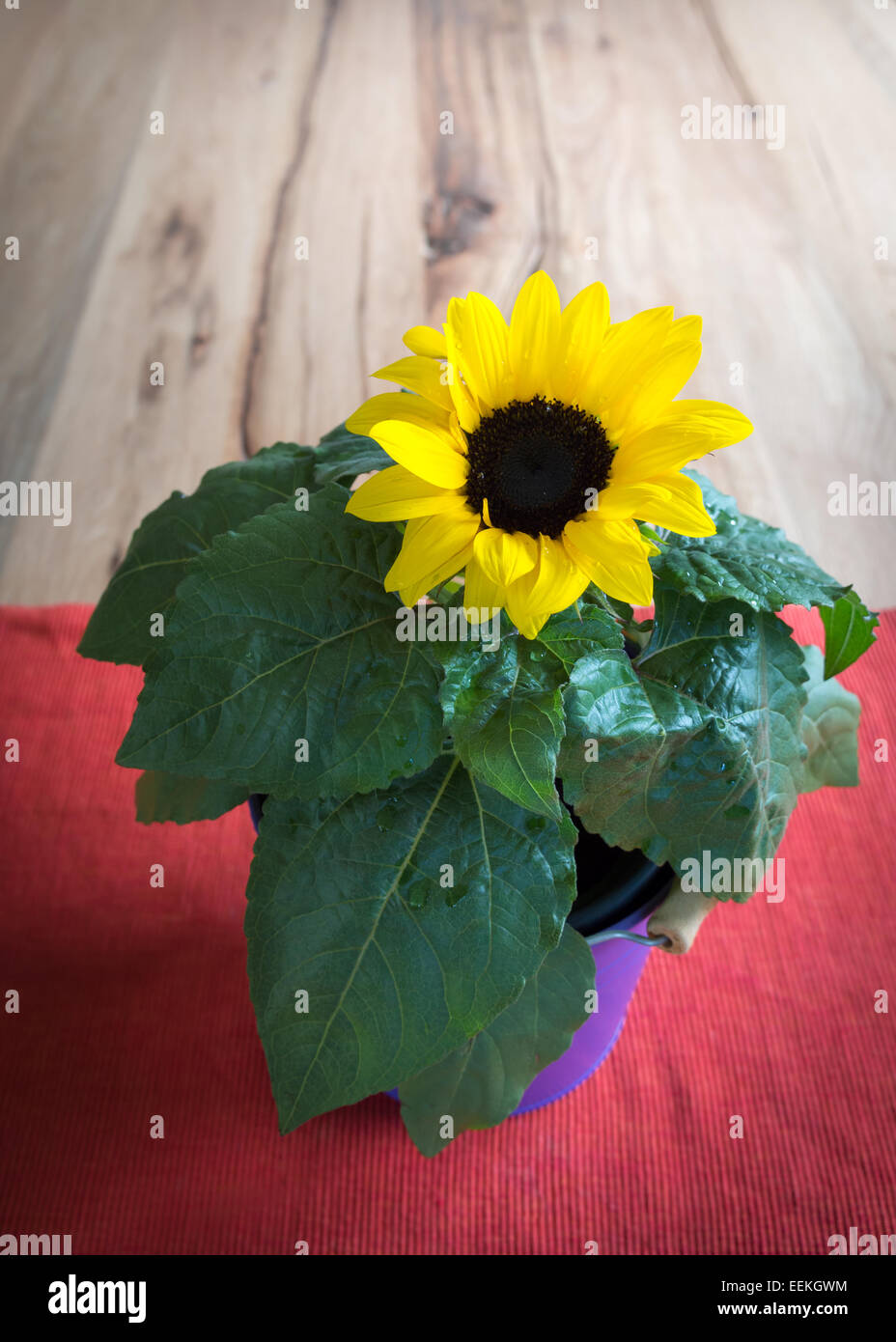 Sunflower in purple pot Stock Photo - Alamy