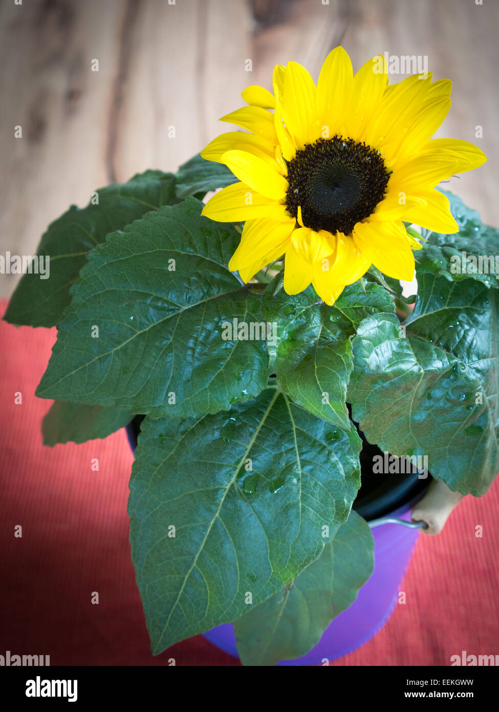 Sunflower in purple pot Stock Photo - Alamy