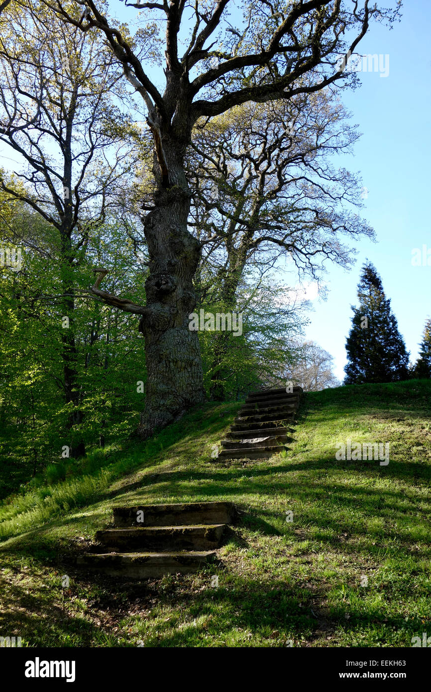 Old Oak Tree High Resolution Stock Photography and Images - Alamy