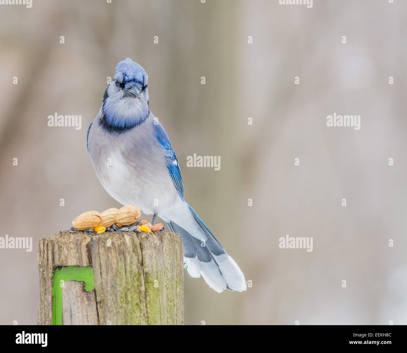 A Blue Jay perched on a wood post Stock Photo - Alamy
