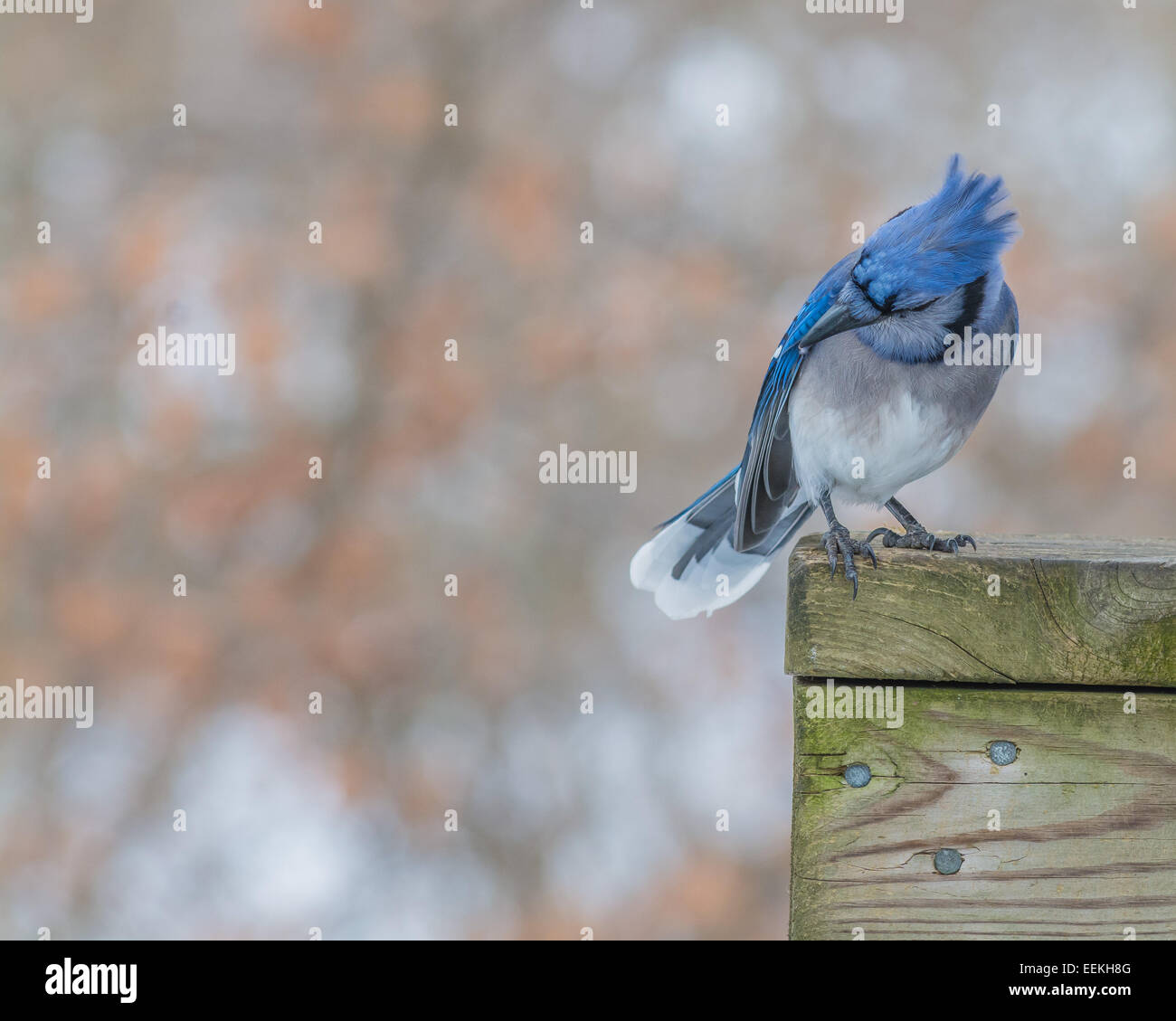 A Blue Jay perched on a wood post Stock Photo - Alamy