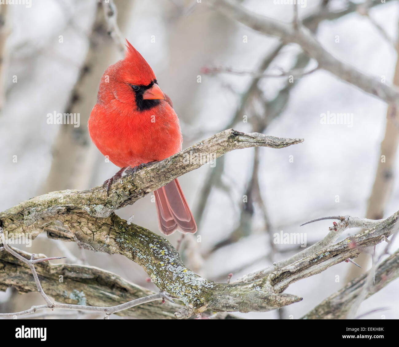 A Male Cardinal perched on a tree branch Stock Photo - Alamy