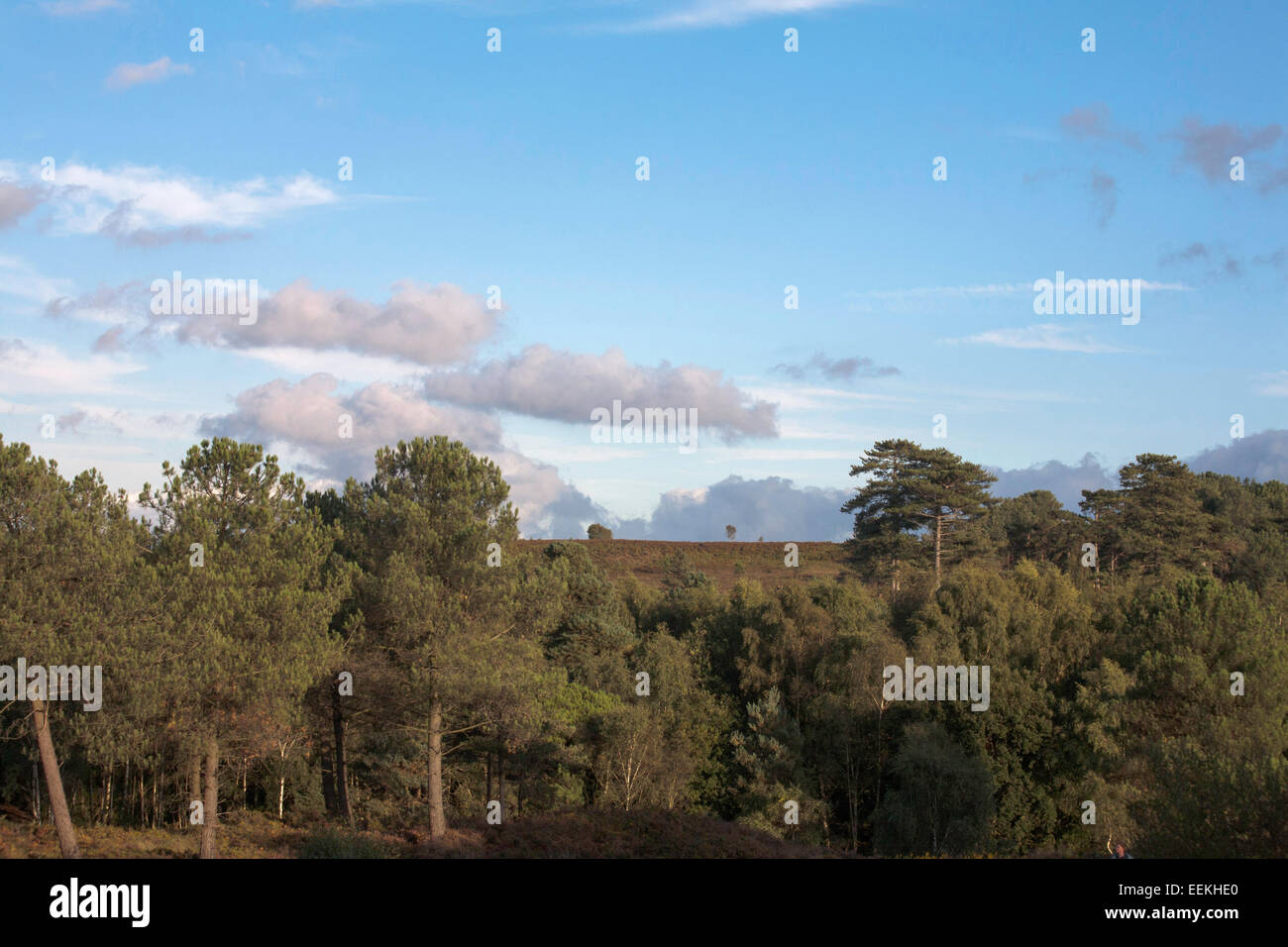 Scots Pine Wood Trees Canford Heath Poole Dorset England Stock Photo ...