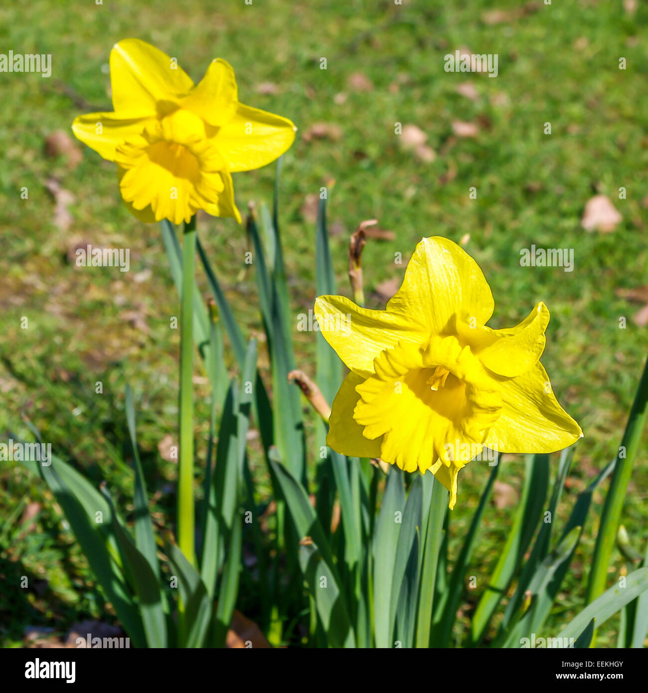 Two yellow daffodils growing in grass Stock Photo - Alamy