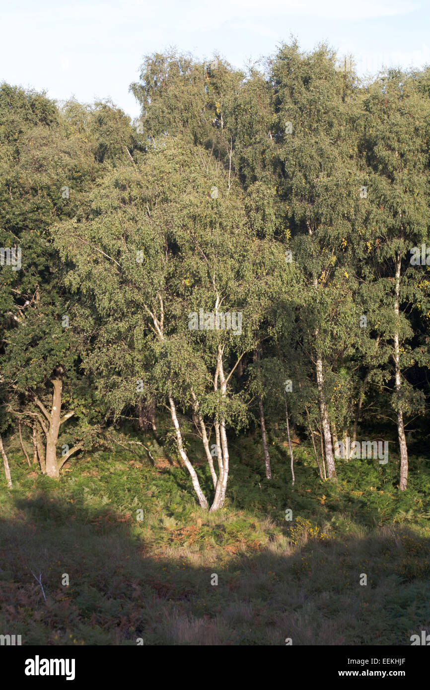 Silver Birch Trees amongst Scots Pine Wood Trees Canford Heath Poole ...