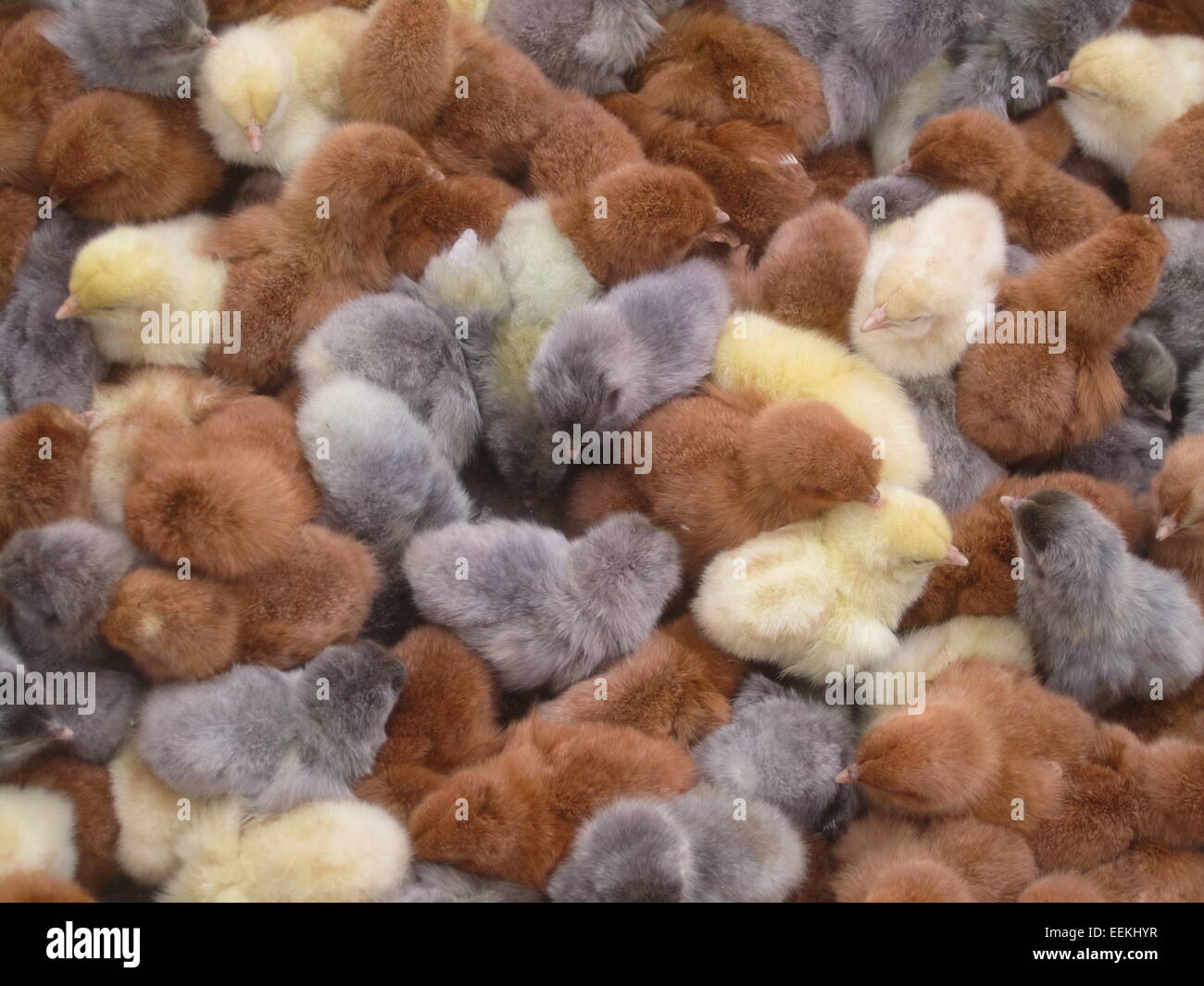 Market chicks hi-res stock photography and images - Alamy