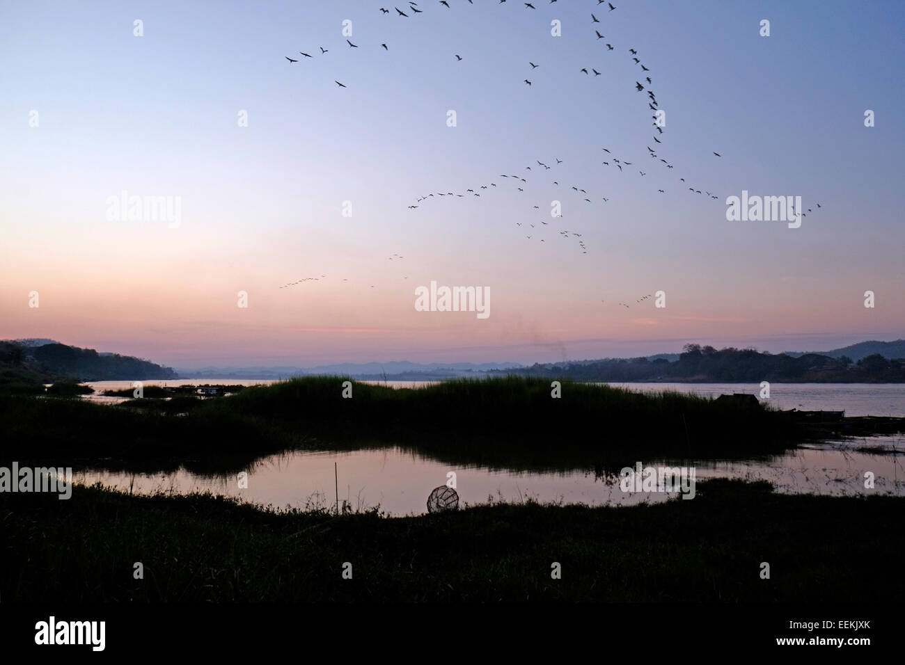 Flock of birds flying over the Mekong River in Chiang Khan district in ...