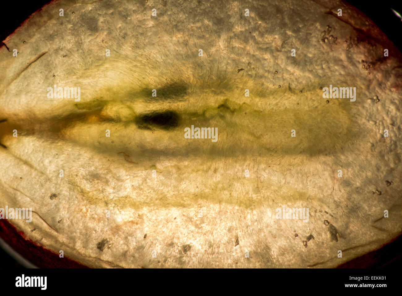 Close up of cross section of a purple grape Stock Photo - Alamy