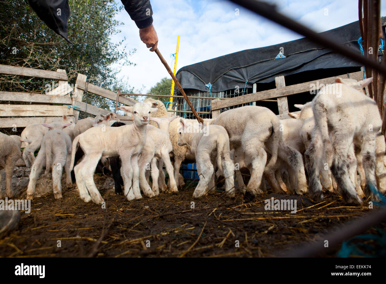 Shepherds Hook With Sheep