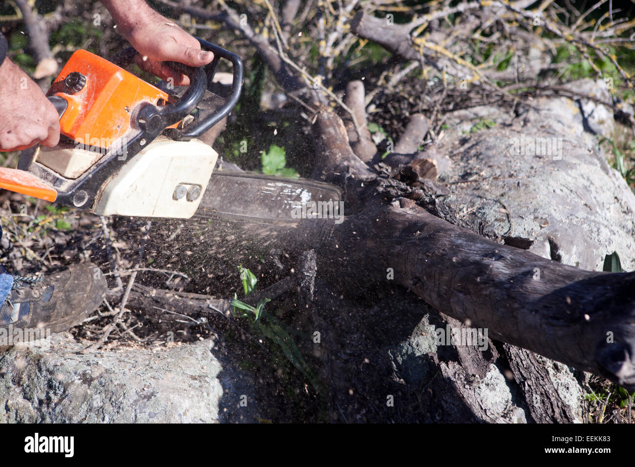 Lumberjack worker cutting holm oak firewood with a chainsaw Stock Photo ...