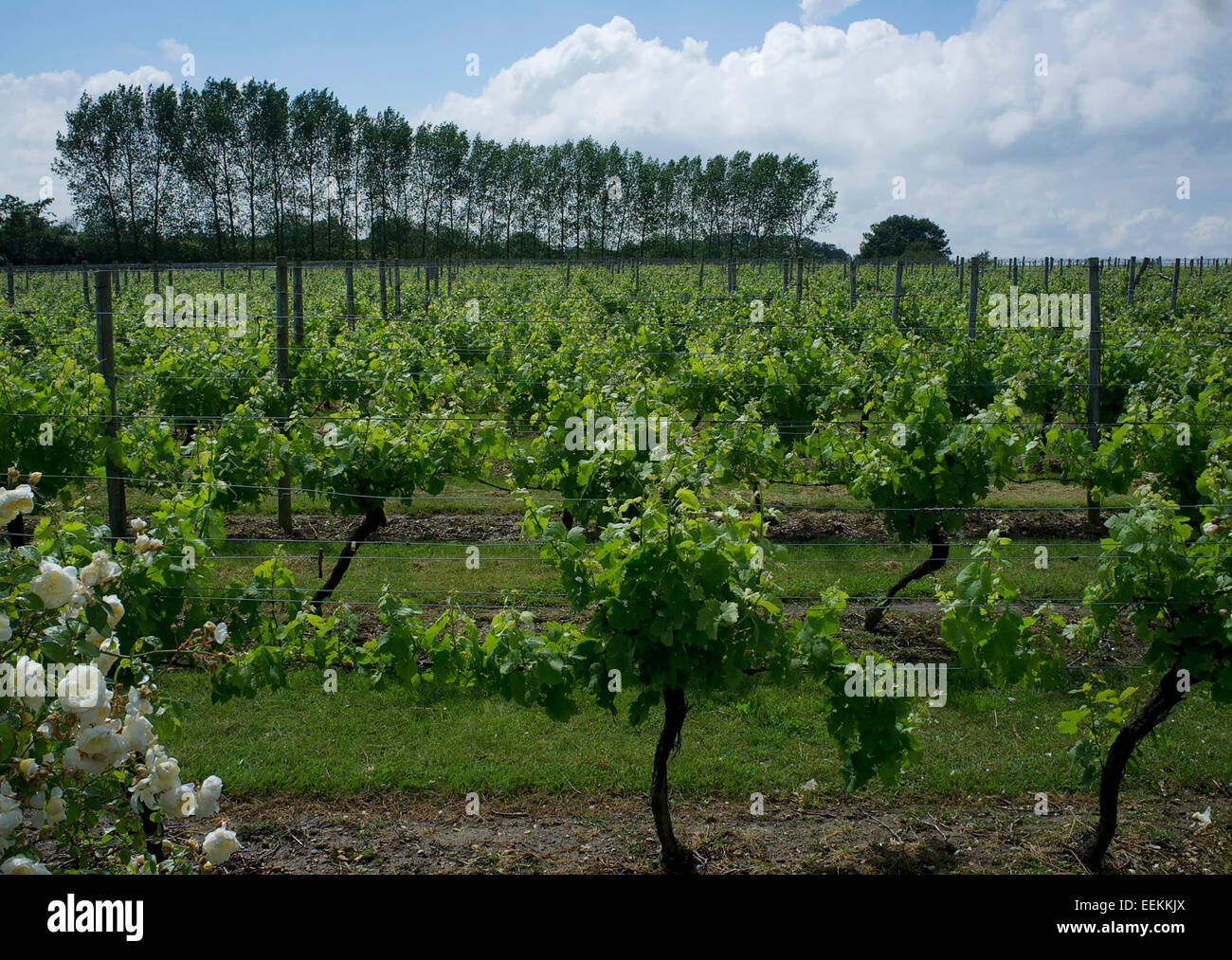 Mersea island vineyard hi-res stock photography and images - Alamy