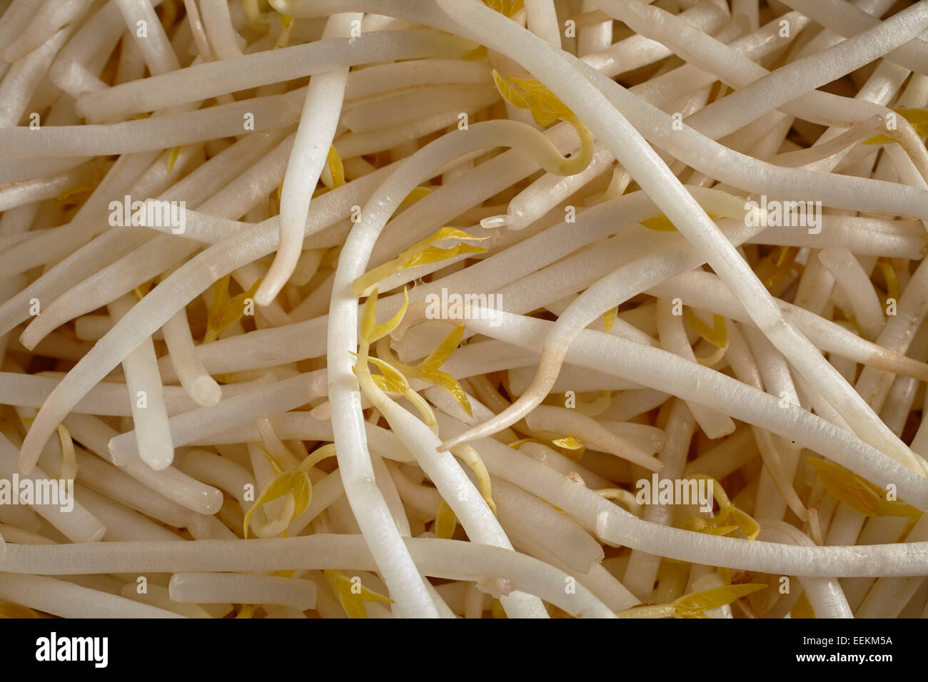Fresh mung bean sprouts Stock Photo - Alamy