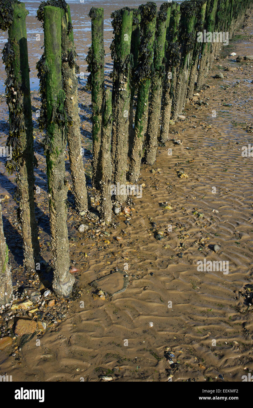 Sea defences on beach at low tide Cudmore Grove Country Park , Mersea ...