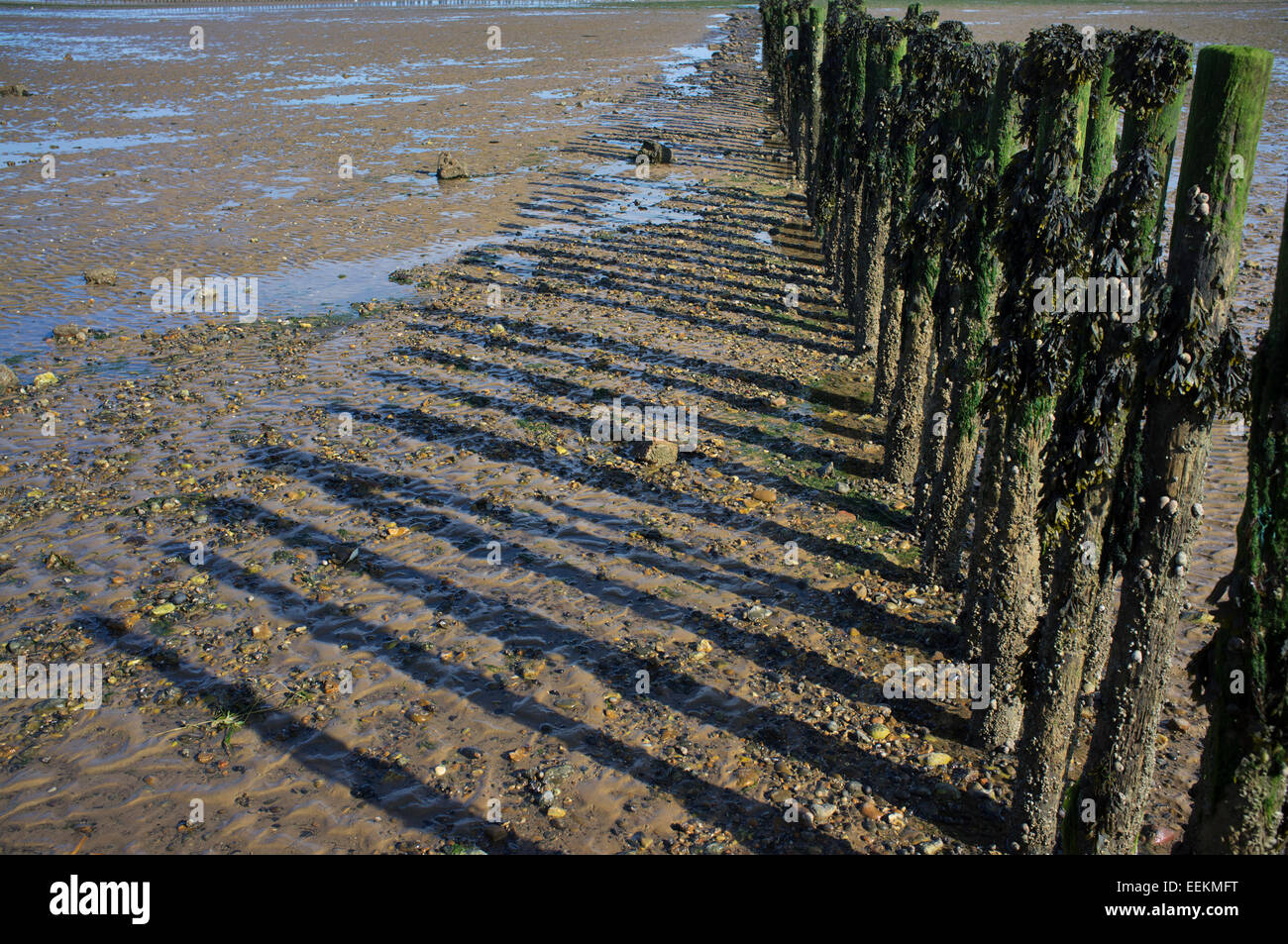 Sea defences on beach at low tide Cudmore Grove Country Park , Mersea ...