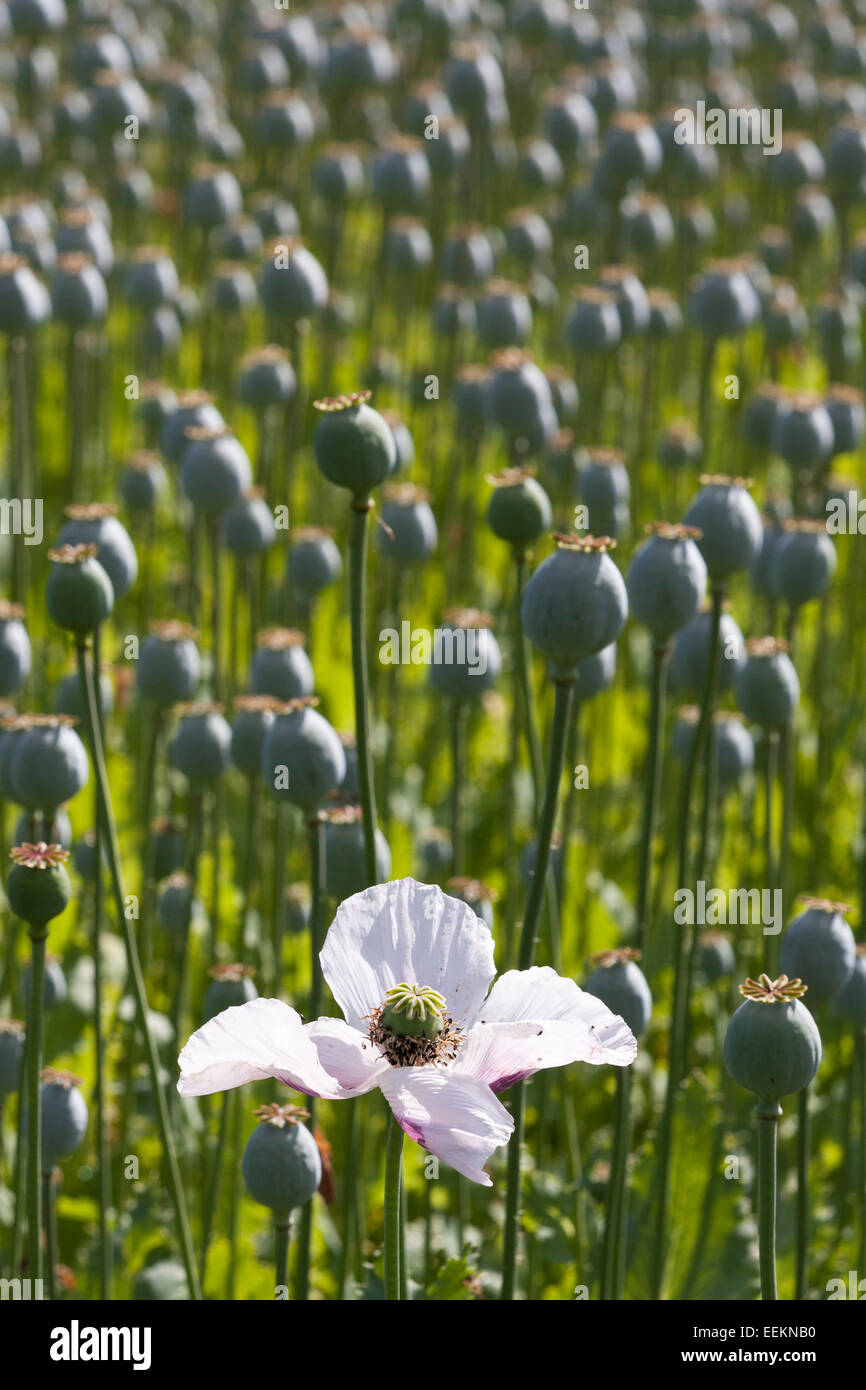 Opium poppy field [Papaver somniferum], single white flower and seed ...