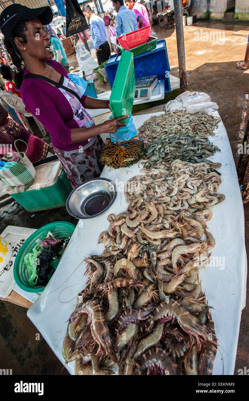 Fish market in Negombo, Western Province, Sri Lanka Stock Photo - Alamy
