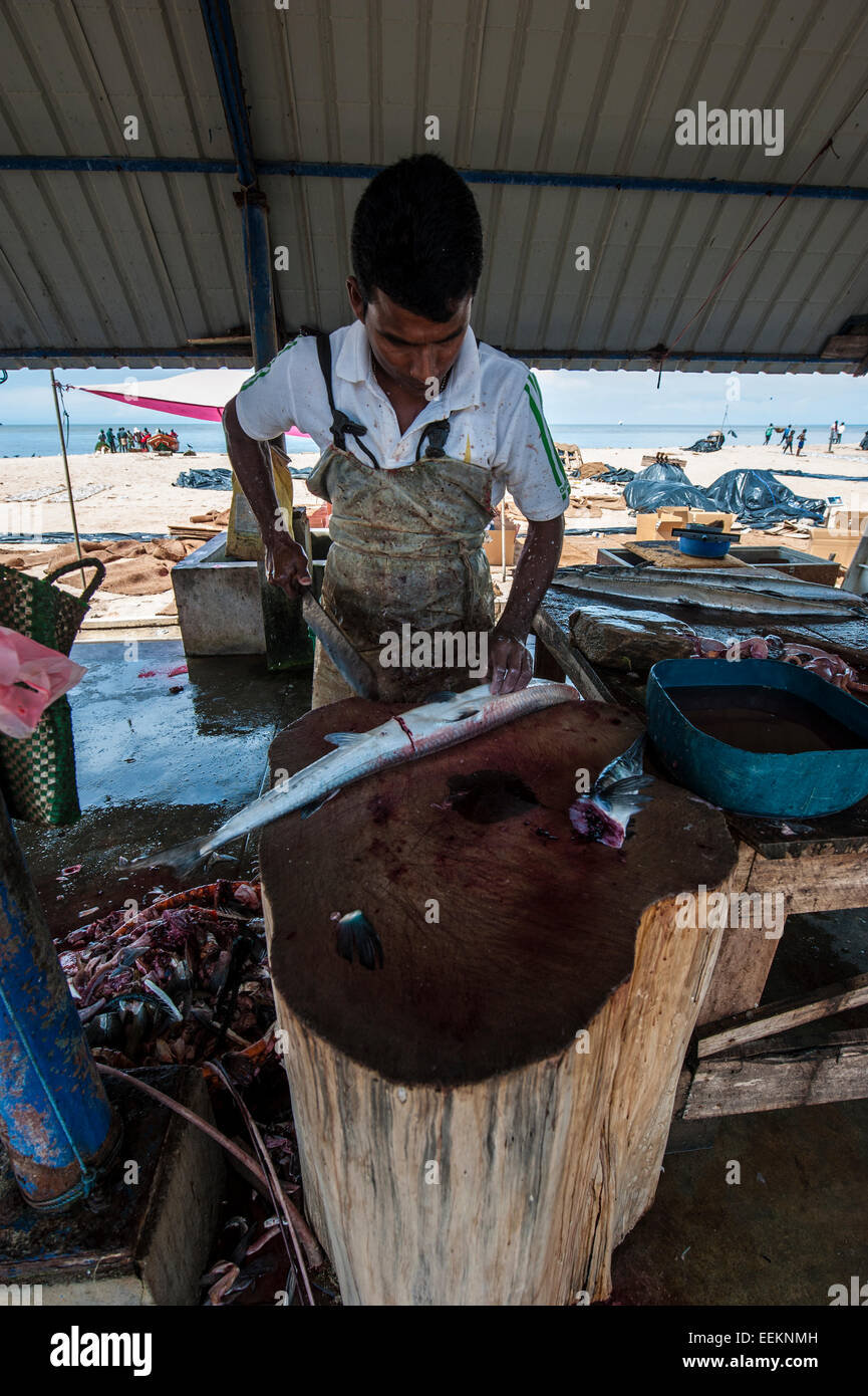 Fish market in Negombo, Western Province, Sri Lanka. A fisherman ...