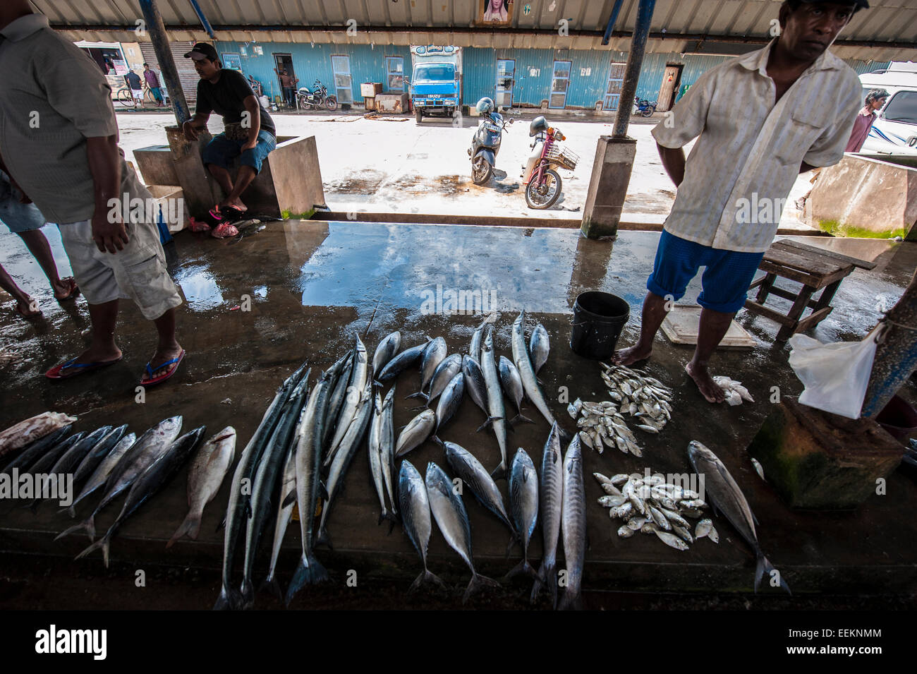 Negombo fish market lellama fish market hi-res stock photography and ...