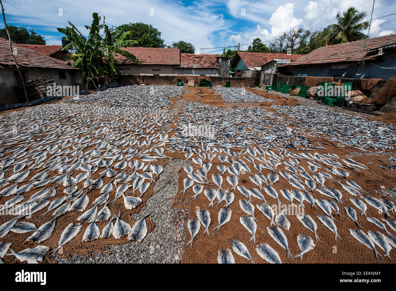 Fish market in Negombo, Western Province, Sri Lanka. Fish being sun ...