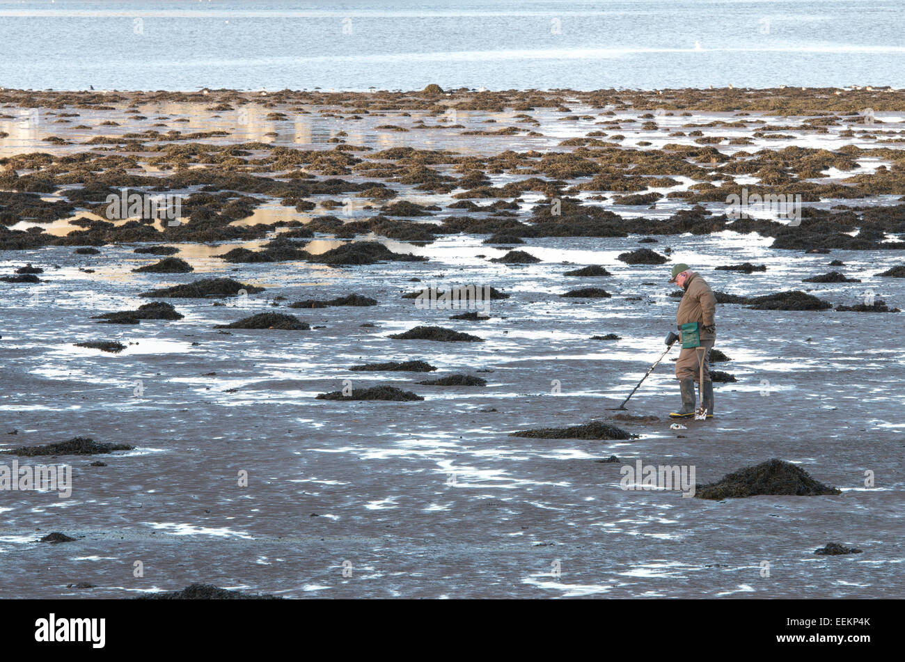 Man sweeps the shore at low tide with his metal detector Stock Photo ...